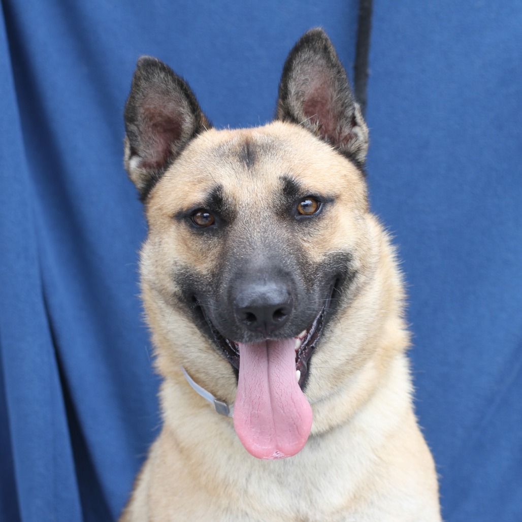 spcaLA – DEDICATED TO THE PREVENTION OF CRUELTY TO ANIMALS SINCE 1877