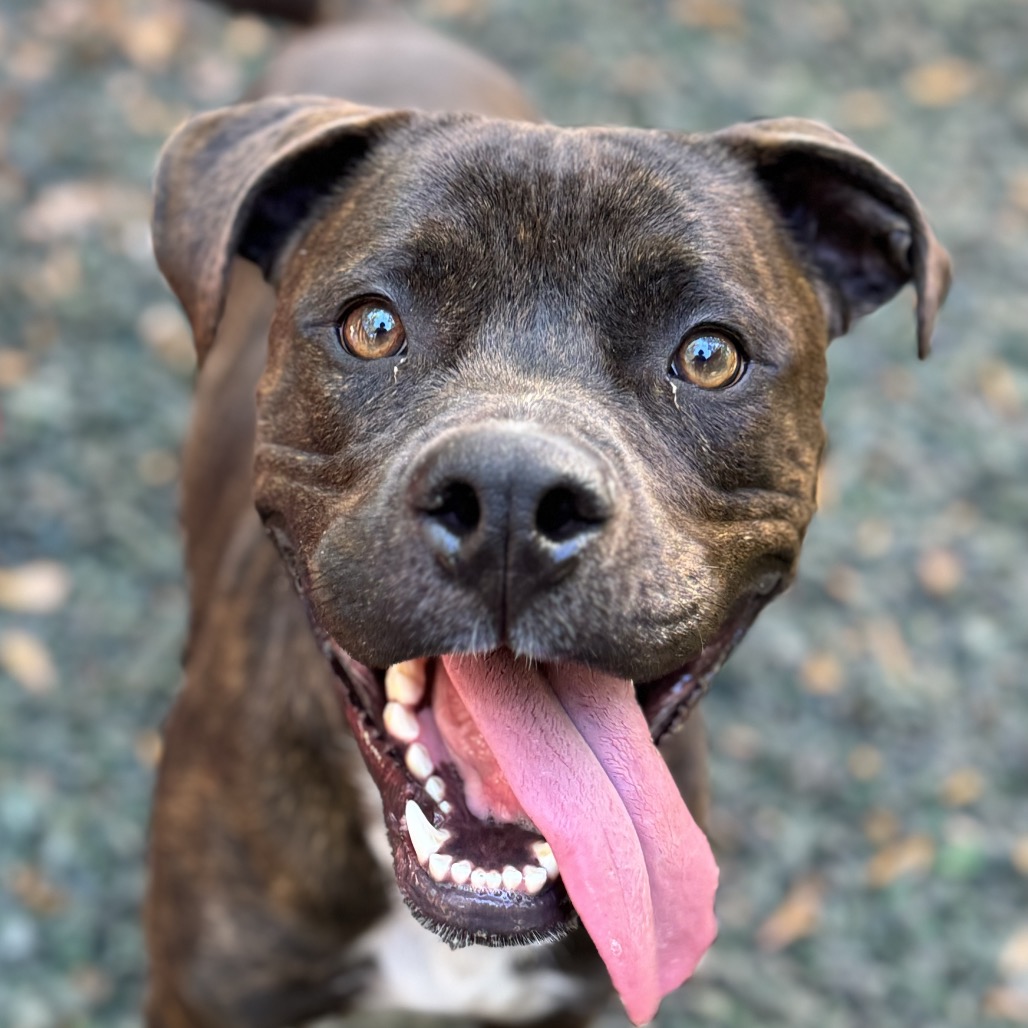 Henry is available for adoption at PAWS Atlanta
