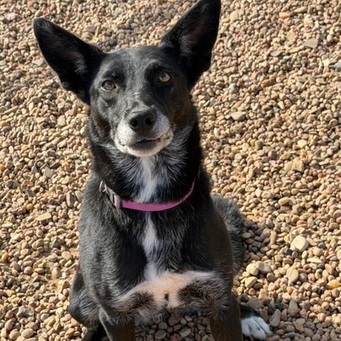 Suki is available for adoption at Kingman County Humane Society