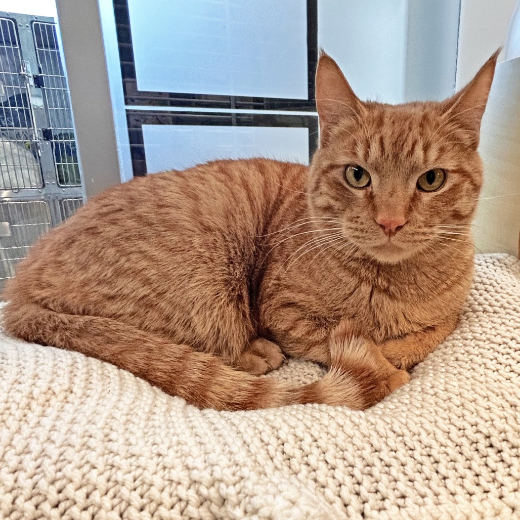 Adoptable Pets Archive - Mountain Humane