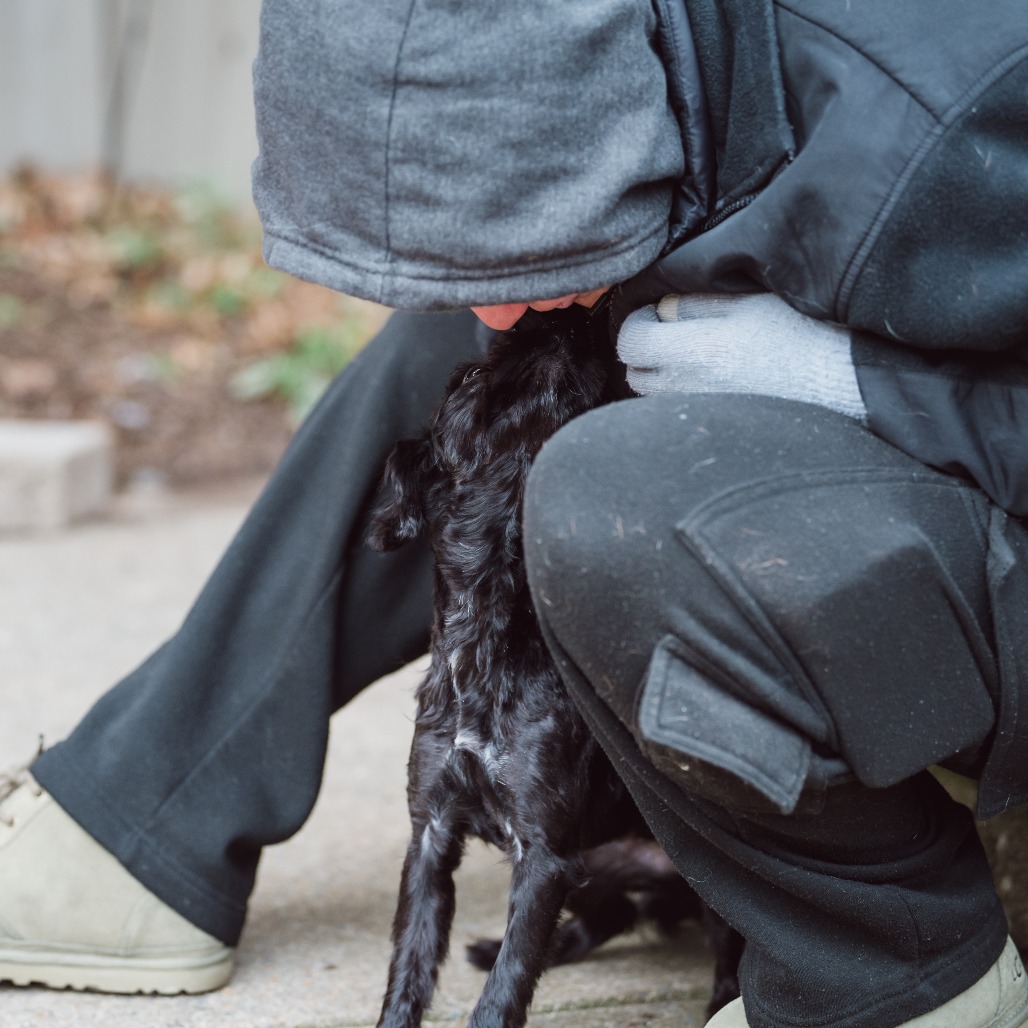 Midge - Phoenix Animal Rescue