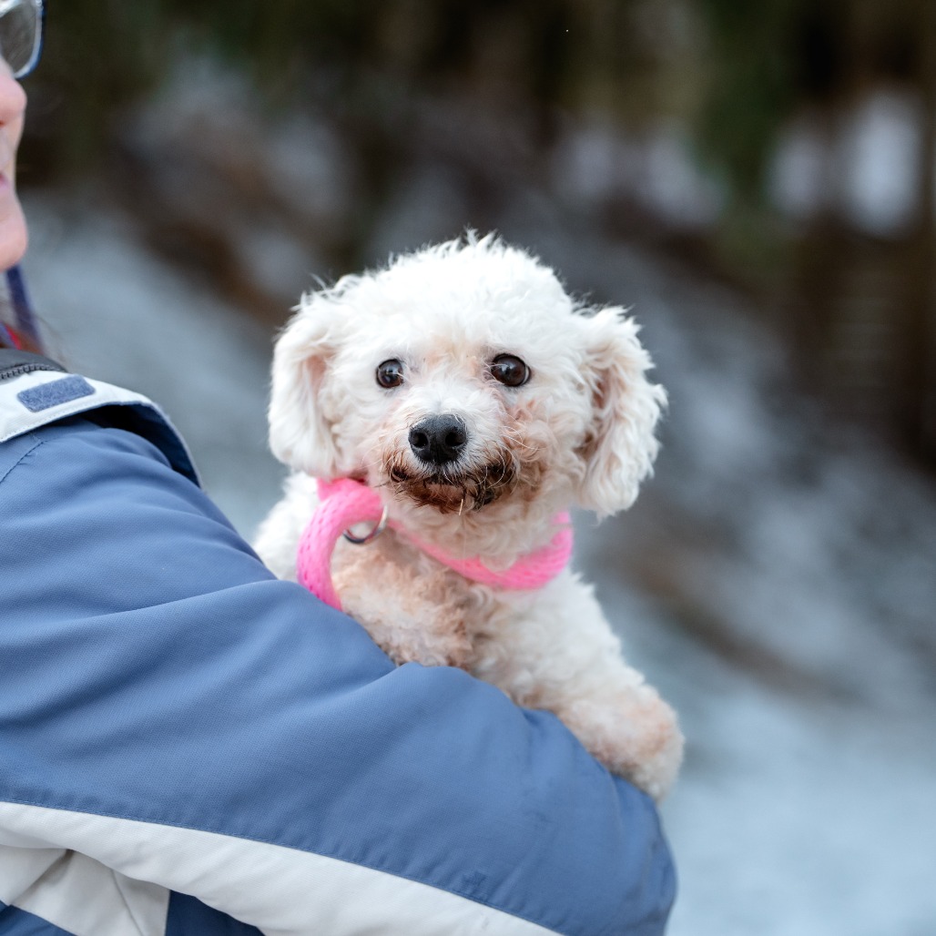 Mila - Phoenix Animal Rescue