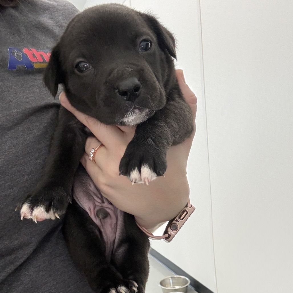 Wasp is available for adoption at Athens Animal Services