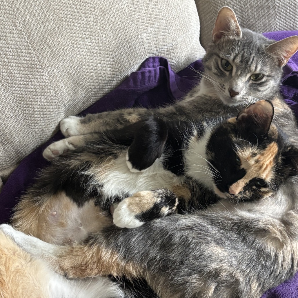 Meet Cha Cha, a Domestic Shorthair Cat Available For Adoption | Lost ...