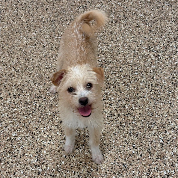 Meet Dale, a Terrier/Mixed Breed (Small) Dog Available For Adoption ...