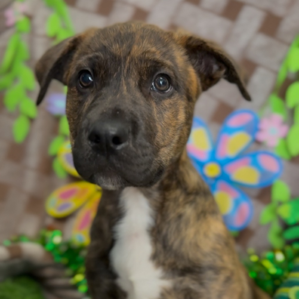 Adopt Dogs - Orphans of the Storm