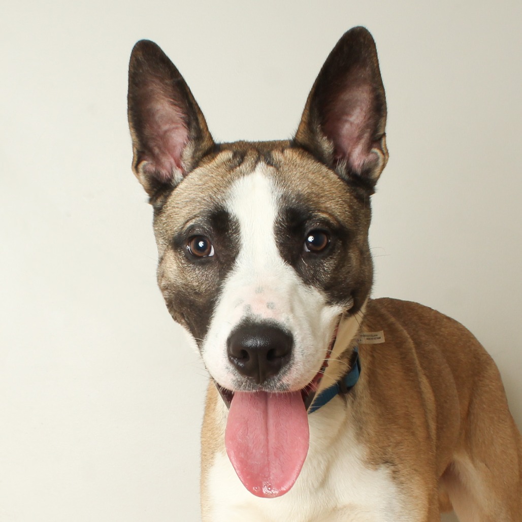 Joshua Tree D65361 is available for adoption at The Bond Between