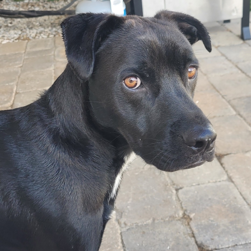 Riley is available for adoption at Operation Paws for Homes