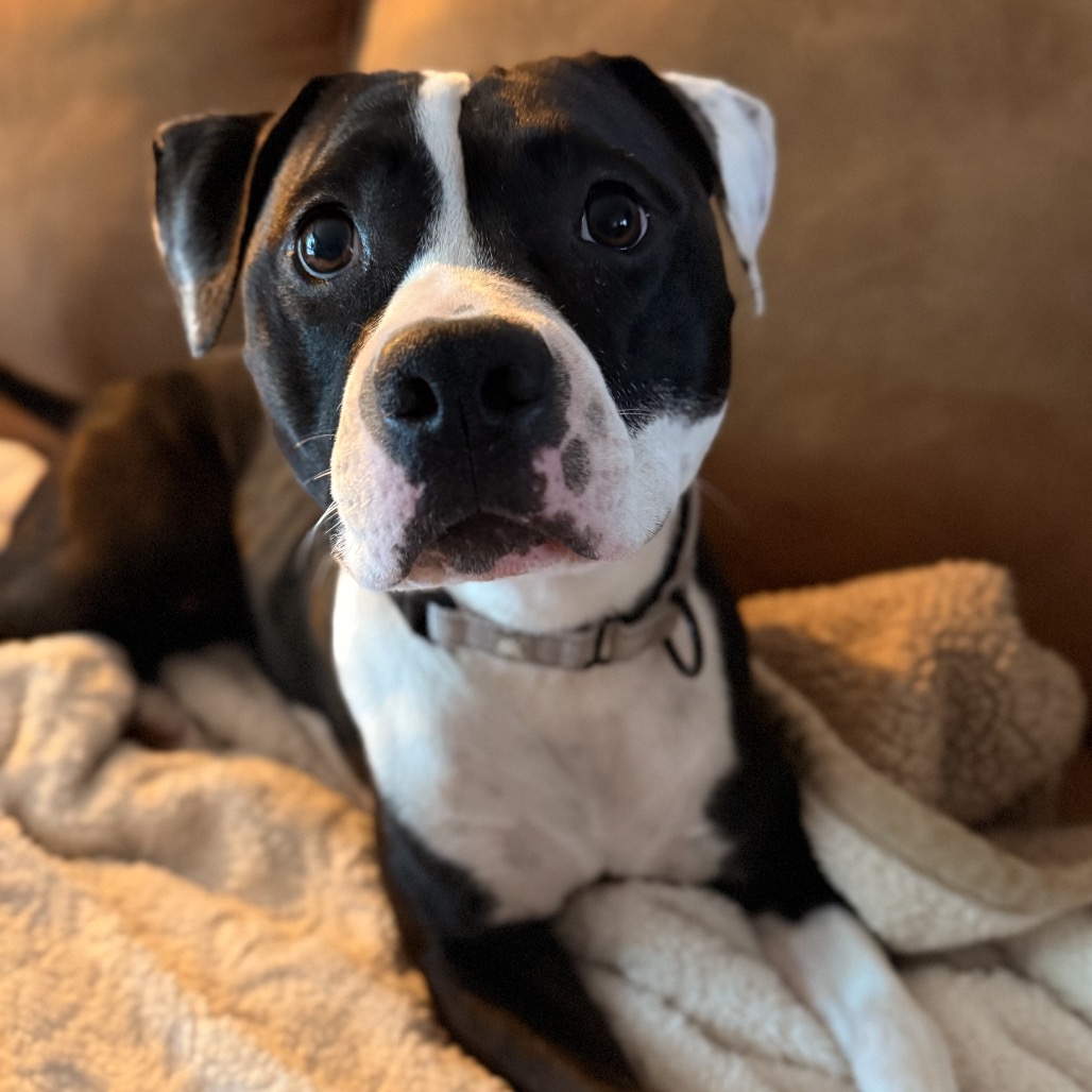Athena is available for adoption at Central Missouri Humane Society