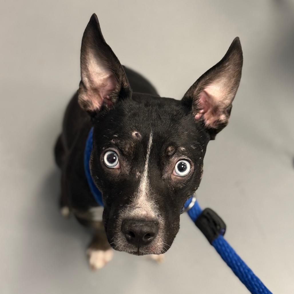 Lonnie is available for adoption at ACCT Philly