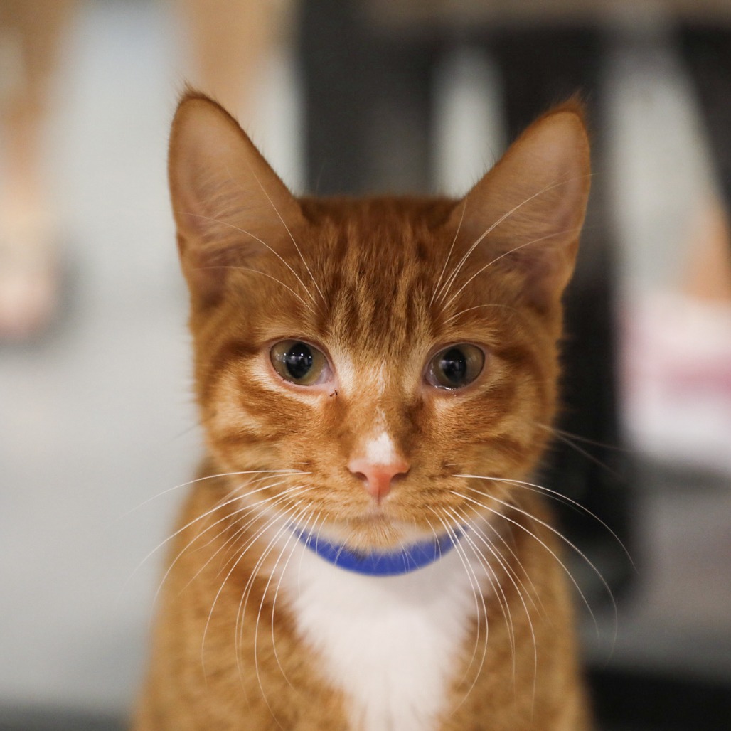 Bentley is available for adoption at Humane Society of Tampa Bay