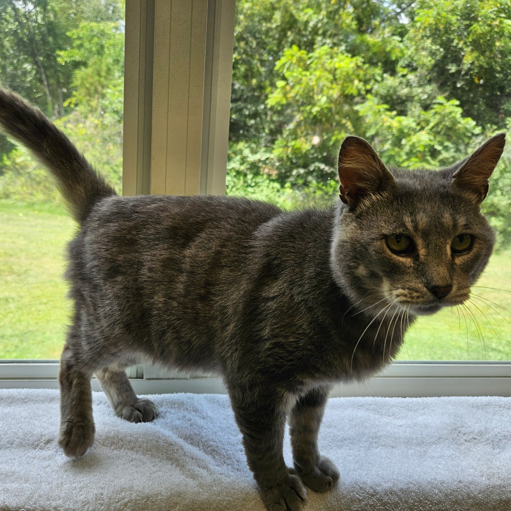 Leroy Jenkins - RHSPCA