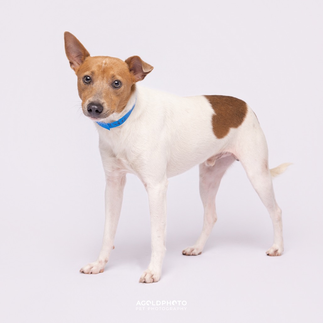 Duke is available for adoption at Humane Society of Tampa Bay ...
