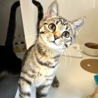 Basha is available for adoption at Rescue Village