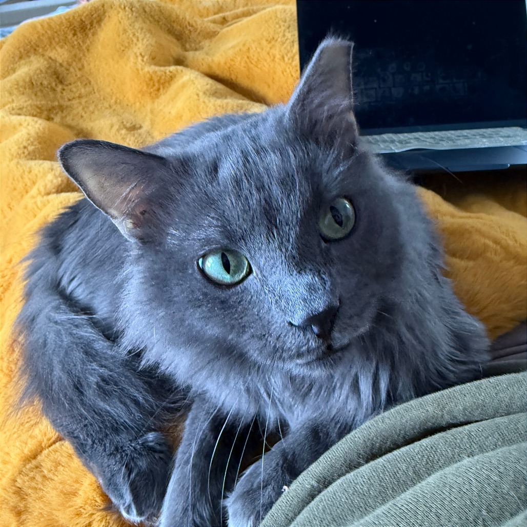 Stewie is available for adoption at Trash Cat Rescue