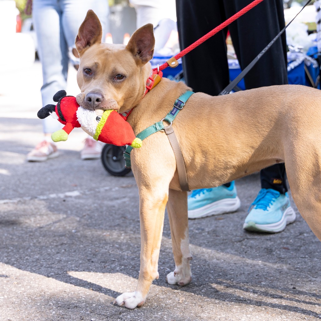 Pookie is available for adoption at Humane Society of North Central Florida