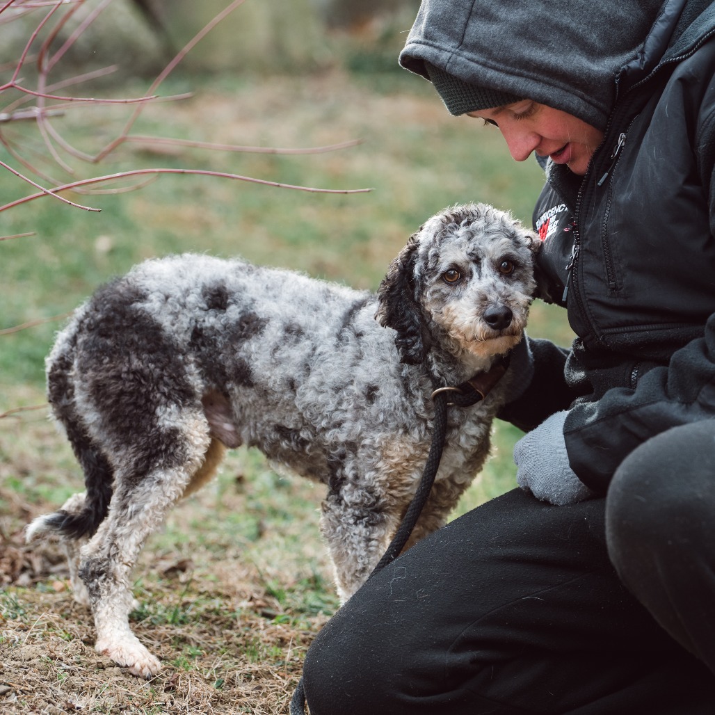 Stryker - Phoenix Animal Rescue