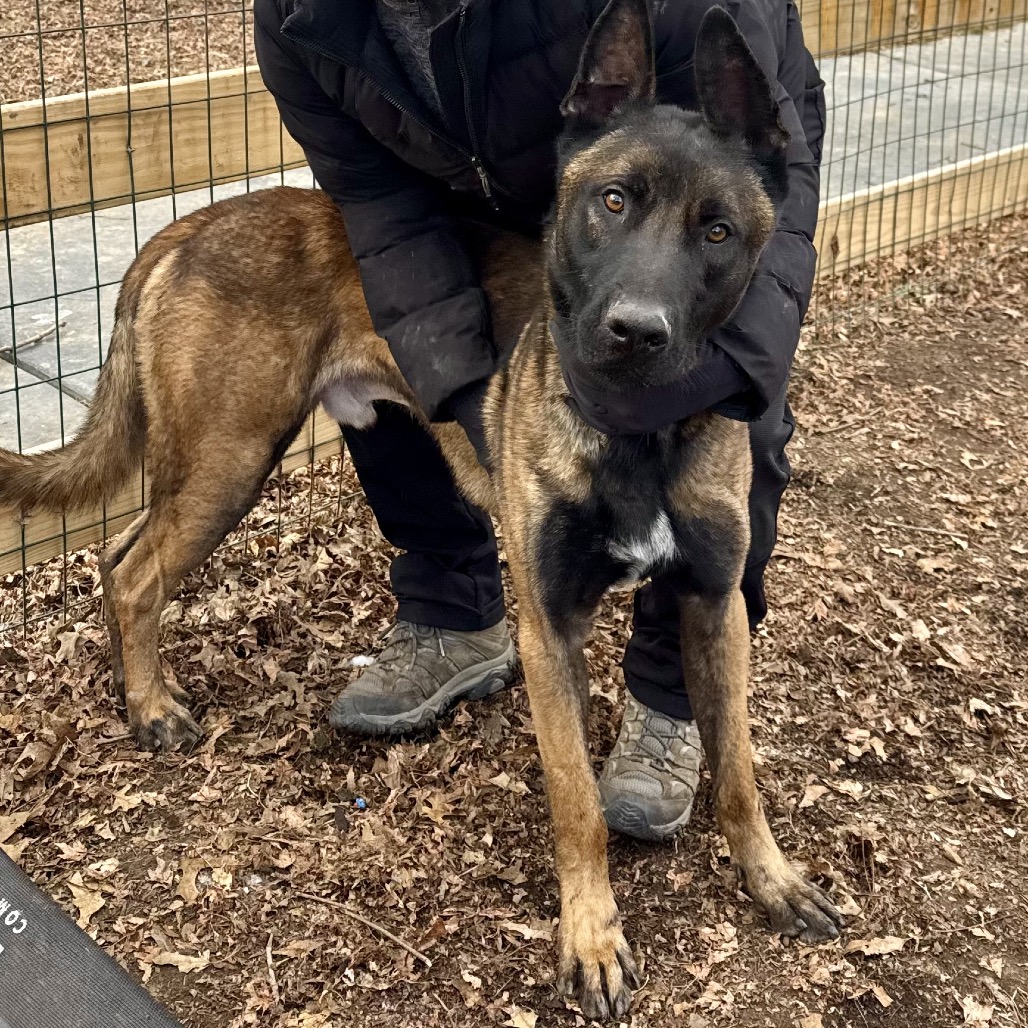 Cheese - Phoenix Animal Rescue