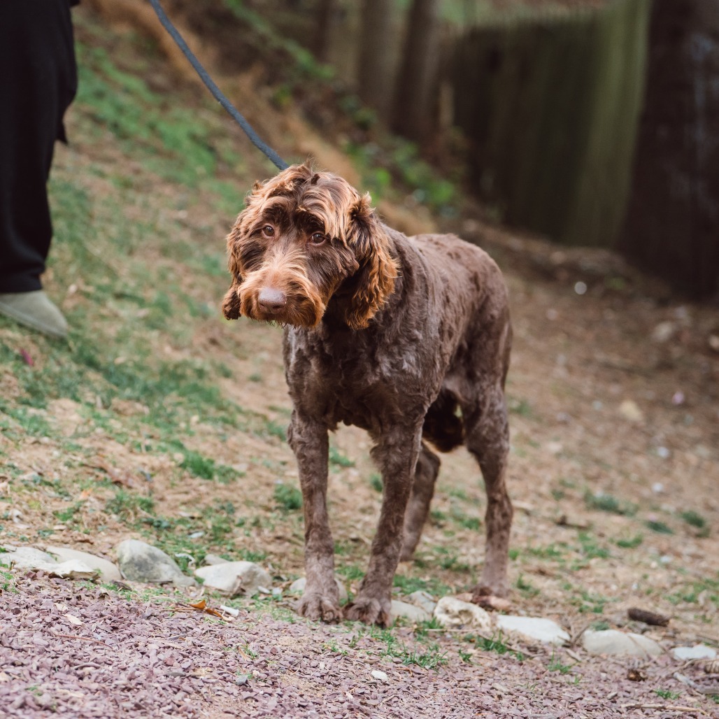 Sheila - Phoenix Animal Rescue
