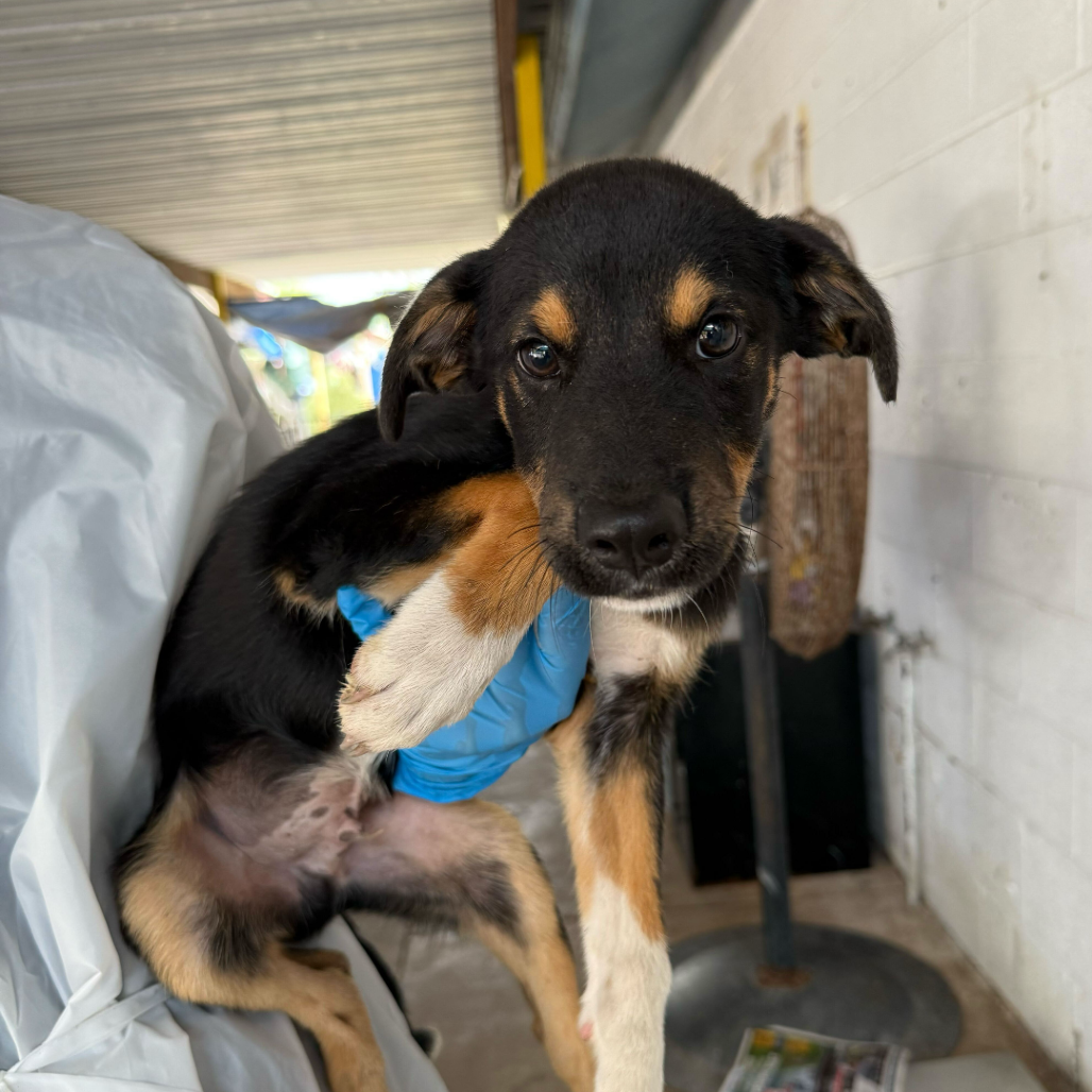 Leo is available for adoption at Palm Valley Animal Society