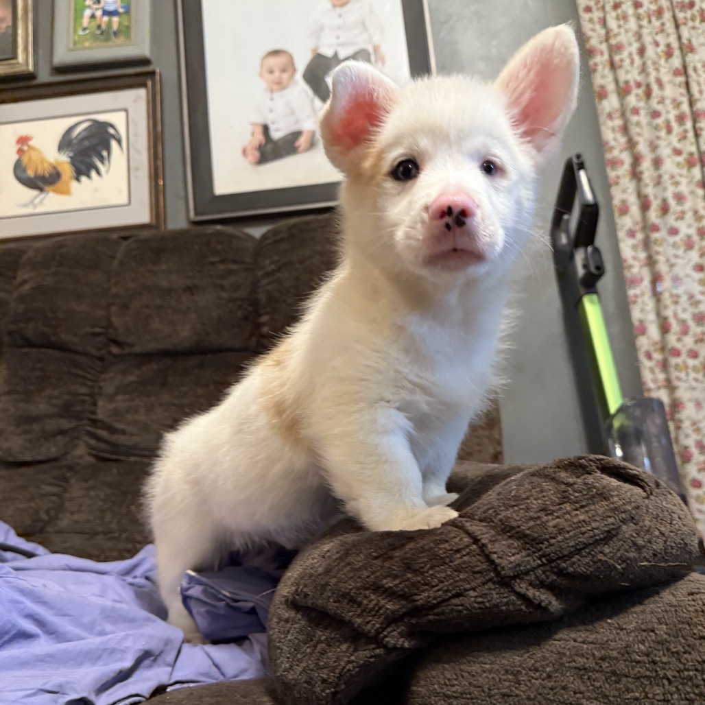 Weeble - Phoenix Animal Rescue