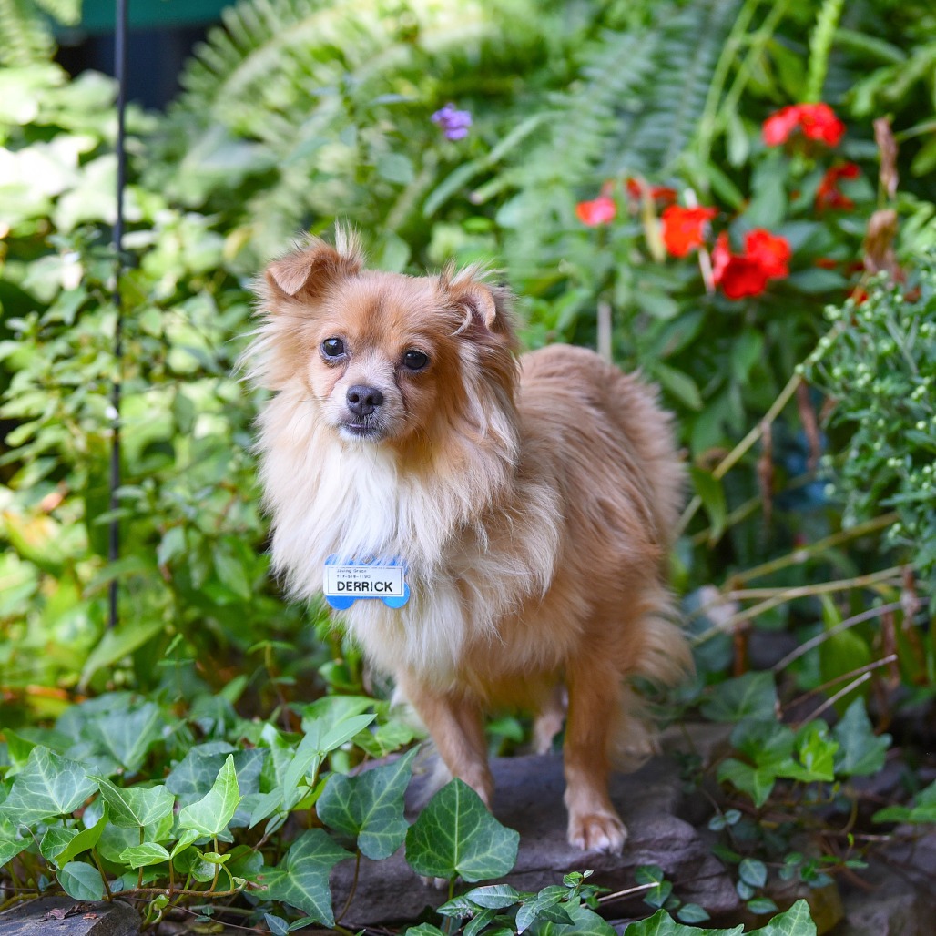 Derrick is available for adoption at Saving Grace Animals for Adoption