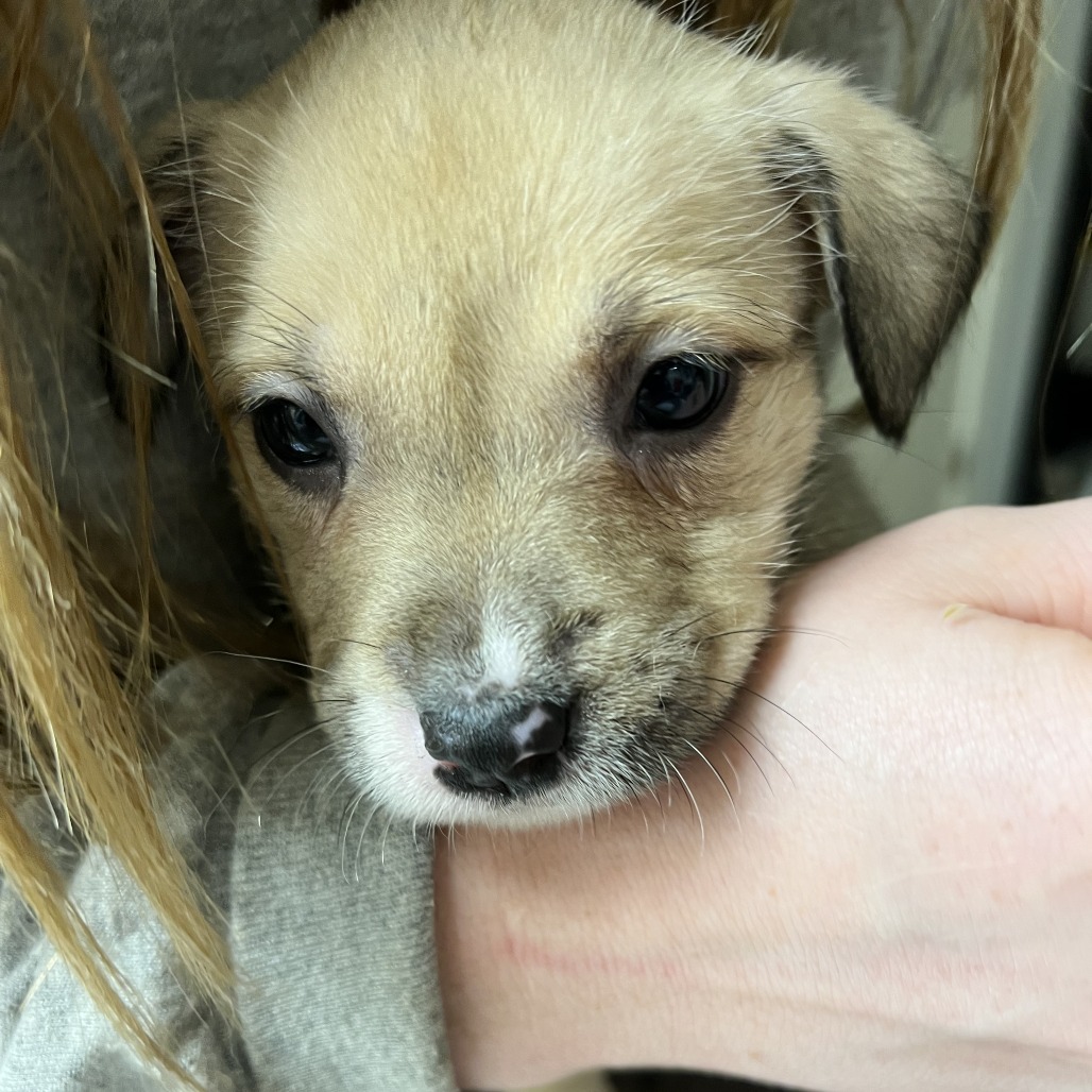 Riley is available for adoption at TAPS No-Kill Animal Shelter
