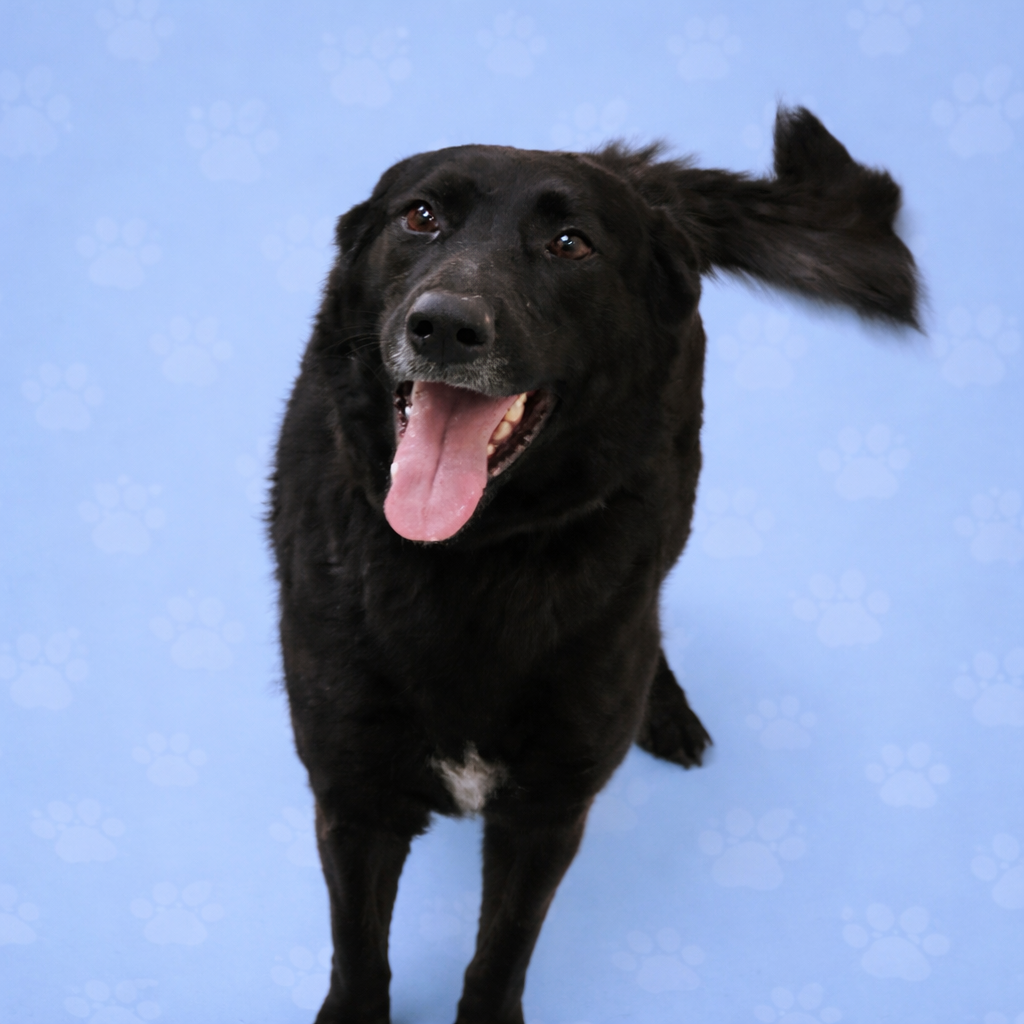 Wanda is available for adoption at Memphis Animal Services