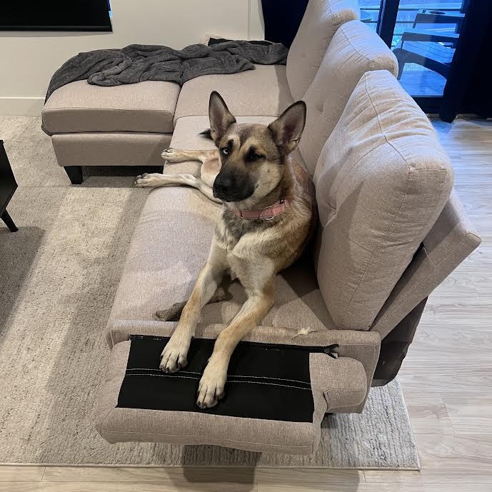 Bluey (Queen) is available for adoption at High Country Humane