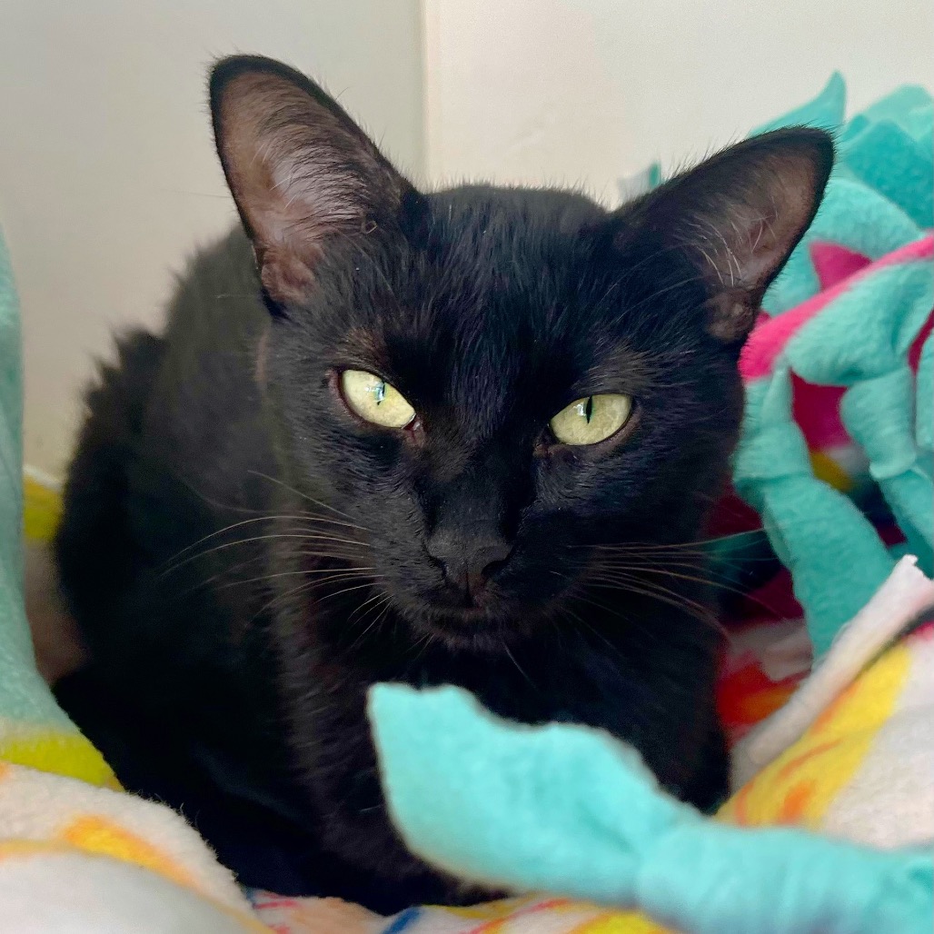 Adopt Cats - Orphans of the Storm