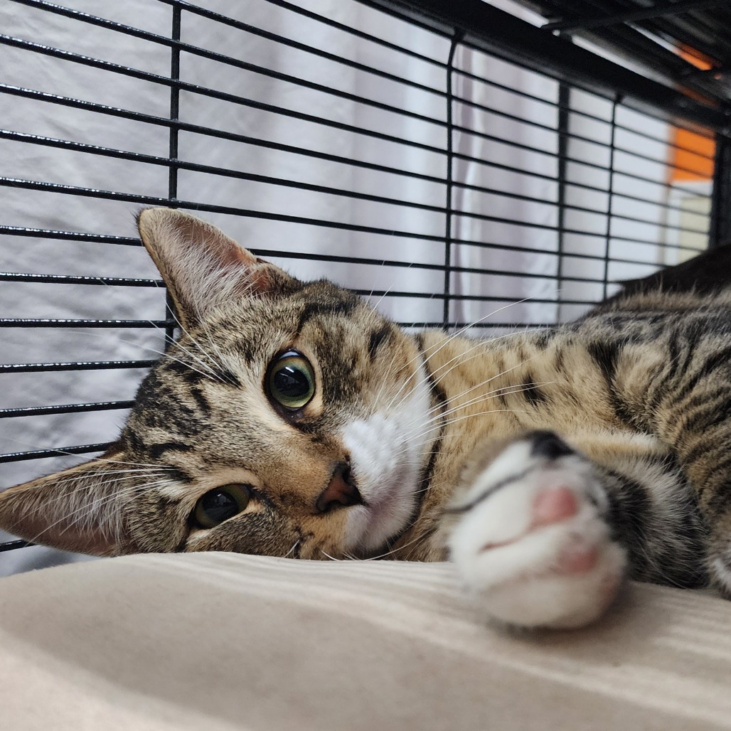 NOX is available for adoption at Milo Foundation