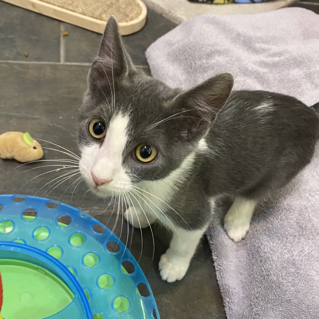 Decaf is available for adoption at Ten Lives Club, Inc.