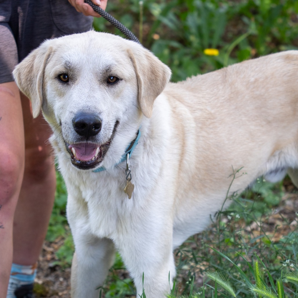 STANLEY is available for adoption at Milo Foundation