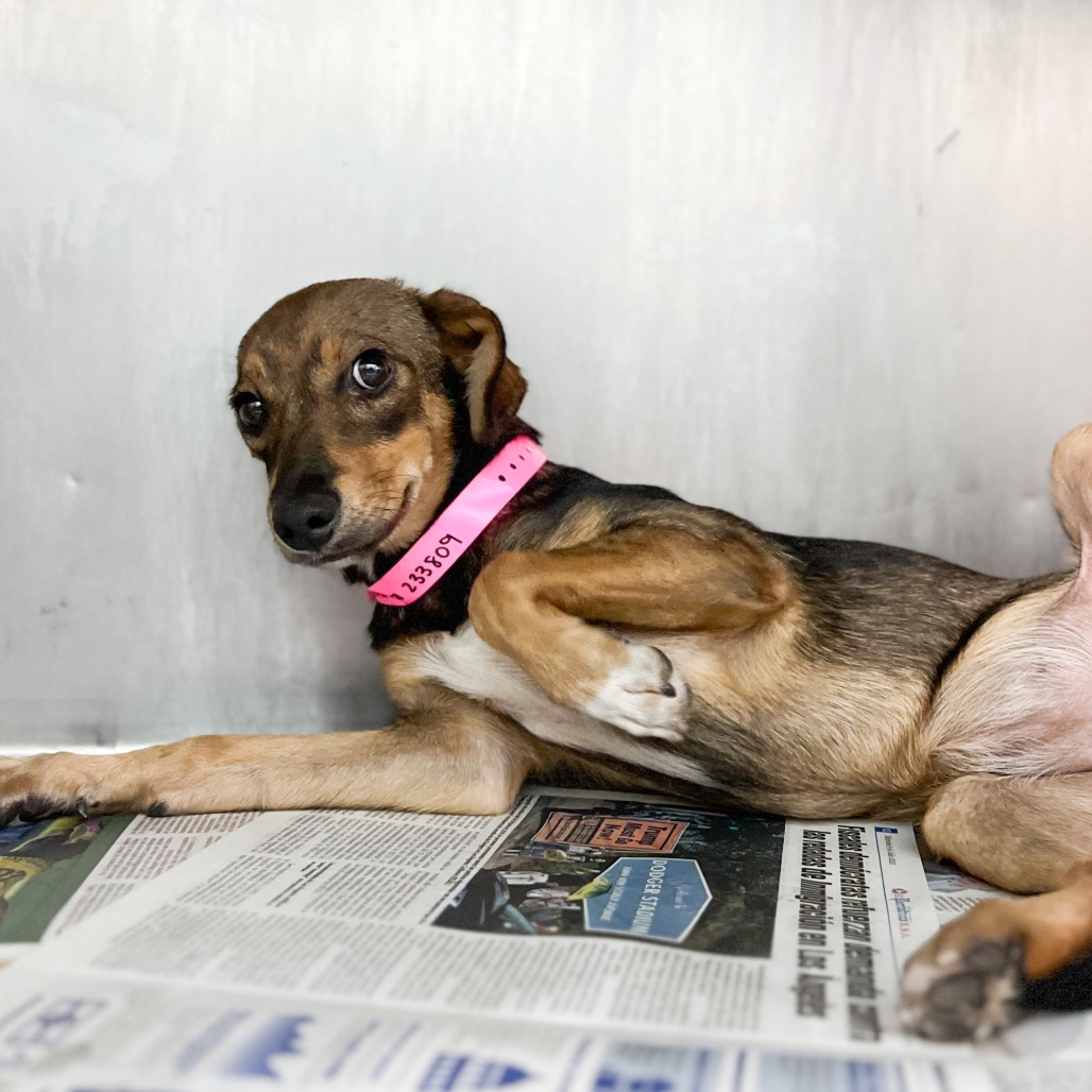 Juanita is available for adoption at Palm Valley Animal Society