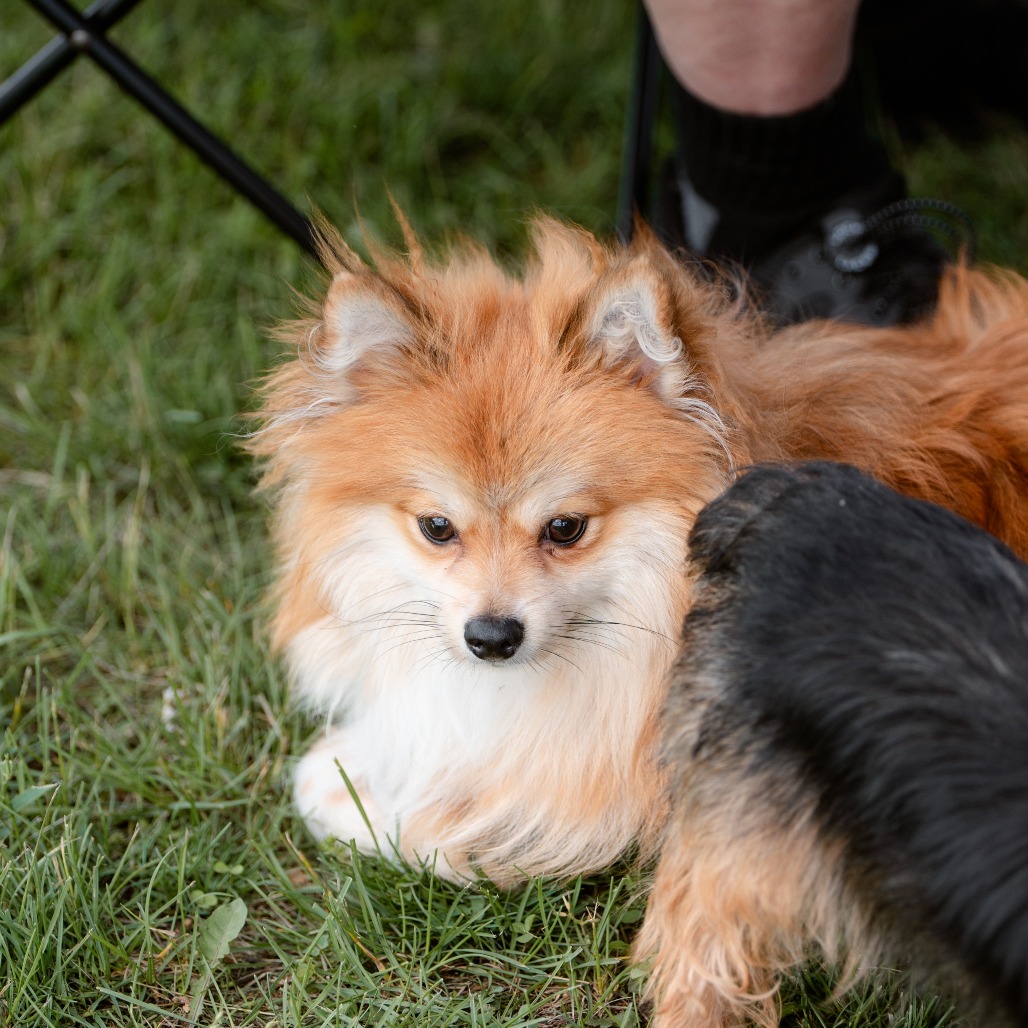 Chester - Phoenix Animal Rescue