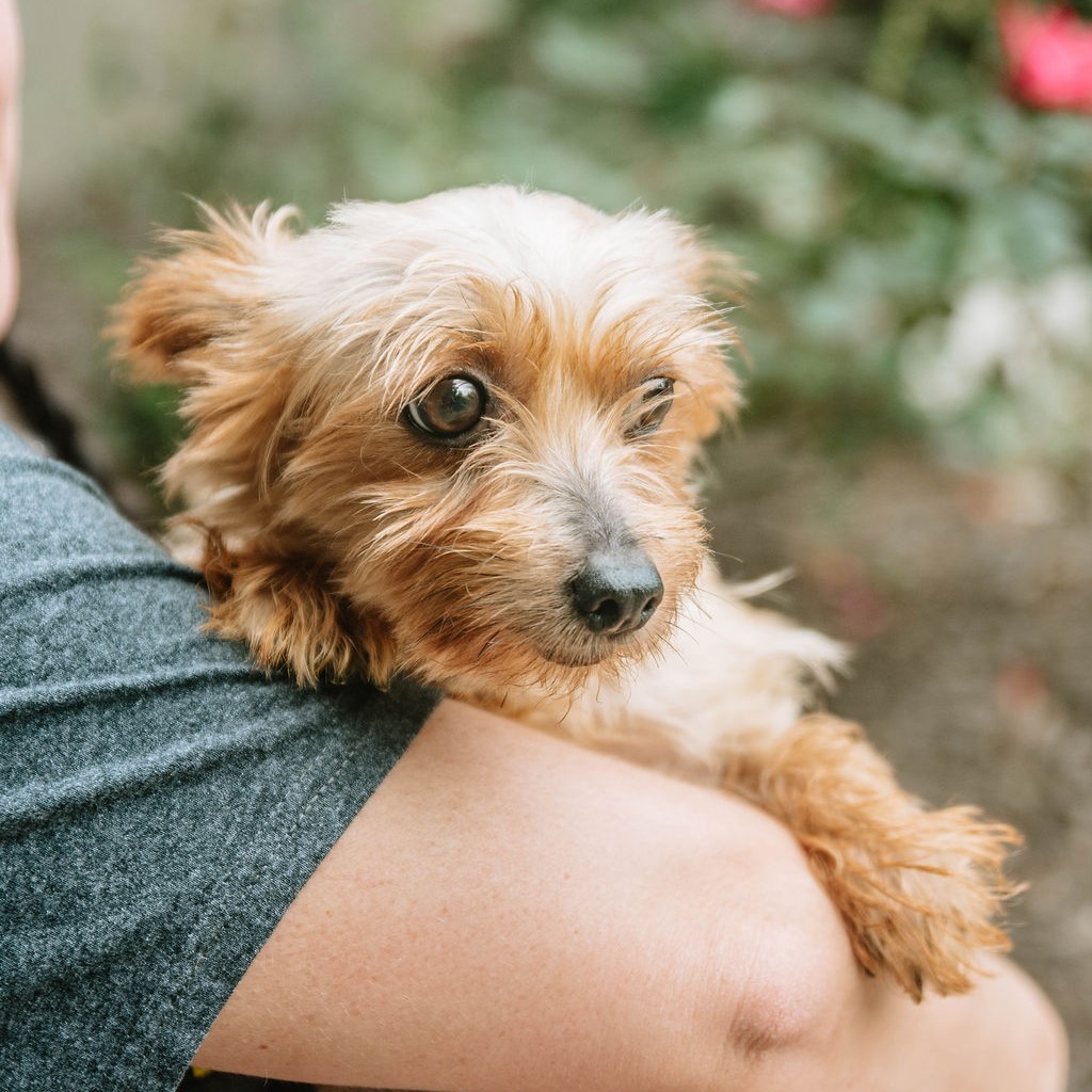 Blake - Phoenix Animal Rescue