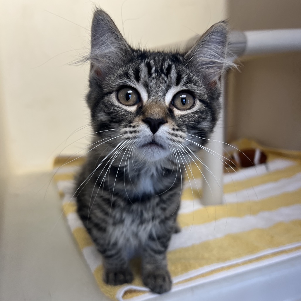 Chandler@Petsmart - RHSPCA