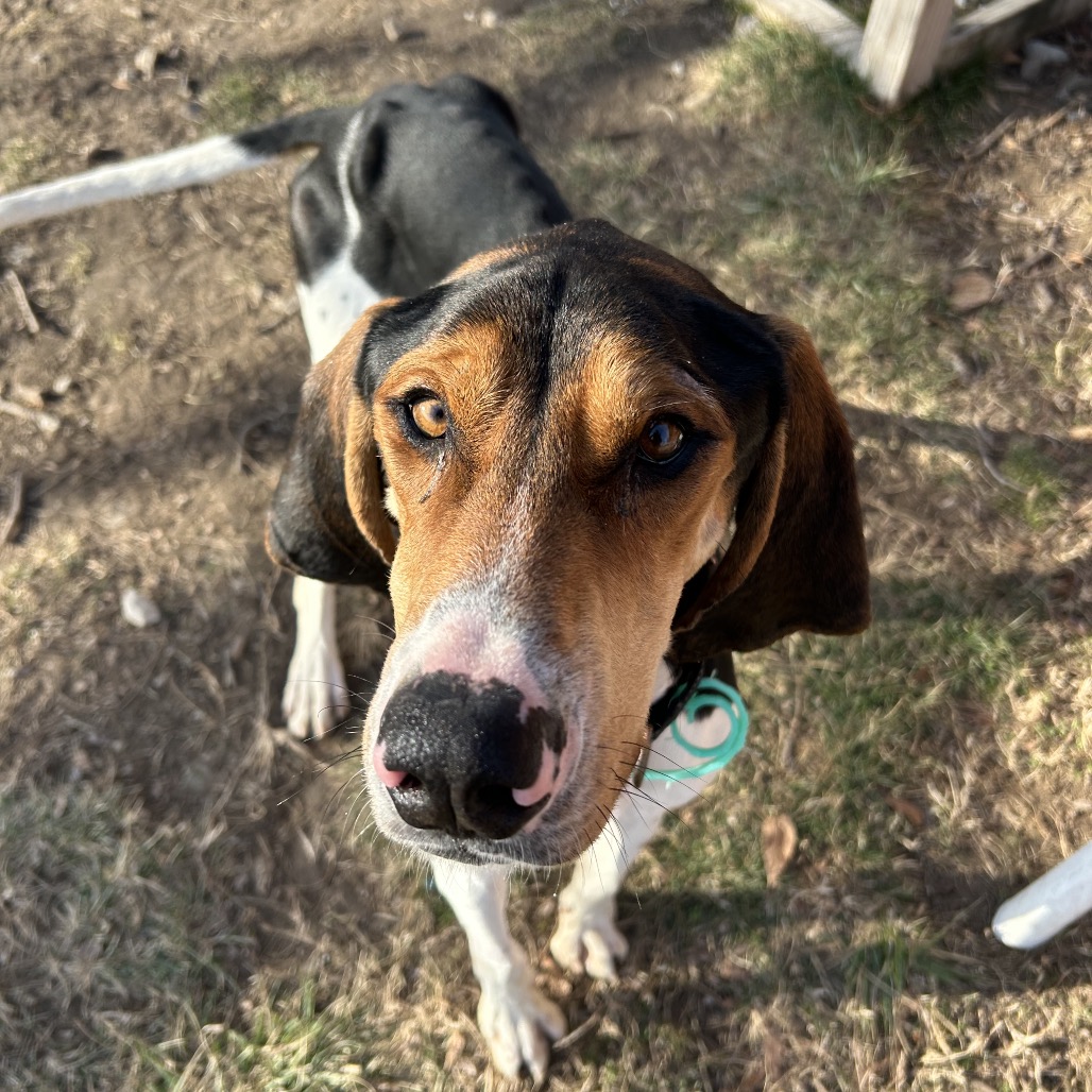 Elvis is available for adoption at Central Missouri Humane Society