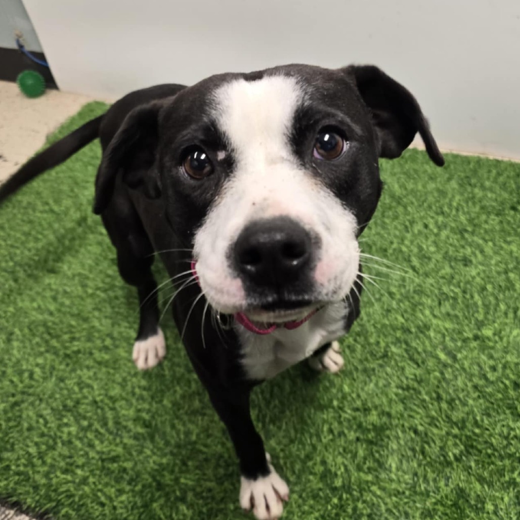 Anna is available for adoption at Central Missouri Humane Society