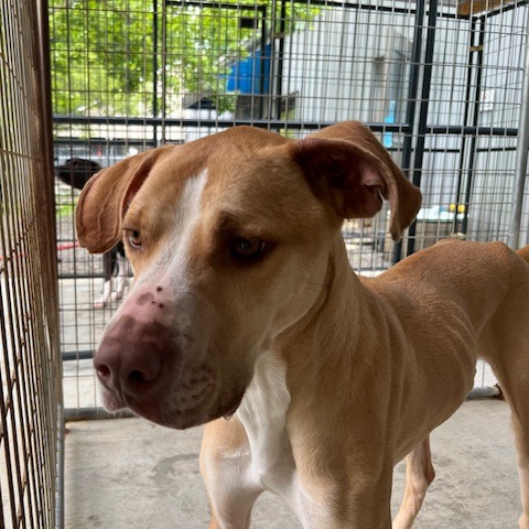 Rubicon is available for adoption at Compassionate Animal Rescue ...
