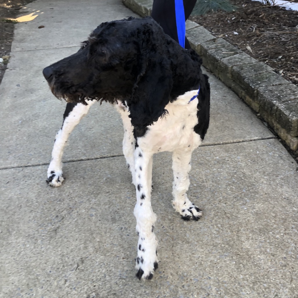 Ike - Phoenix Animal Rescue