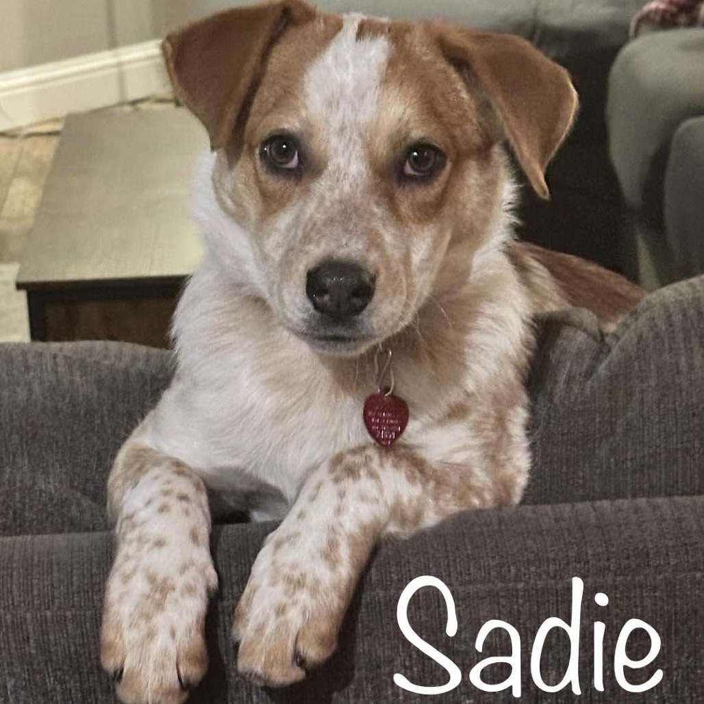 Sadie is available for adoption at Northwest Minnesota Aussie Rescue