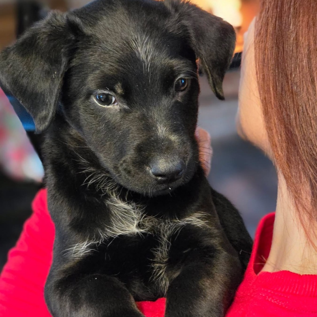 Russell is available for adoption at Old Dominion Humane Society