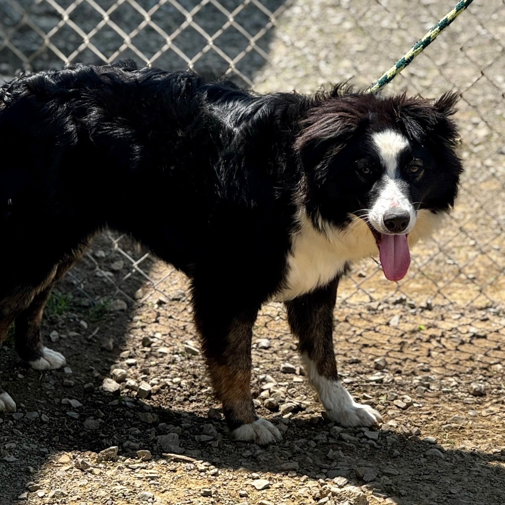 Leo is available for adoption at The Champaign County Animal Welfare League