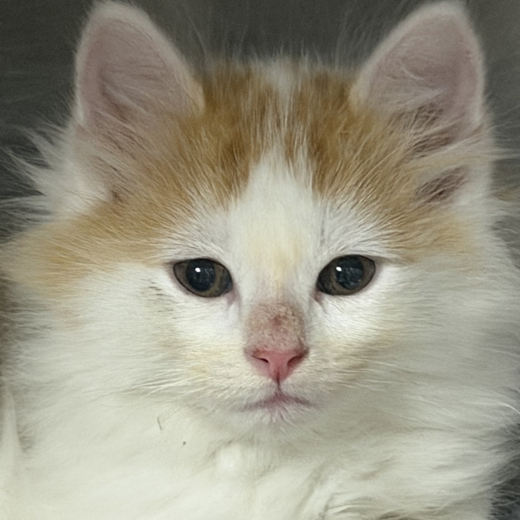 M&T: Mandarin – LDCRF