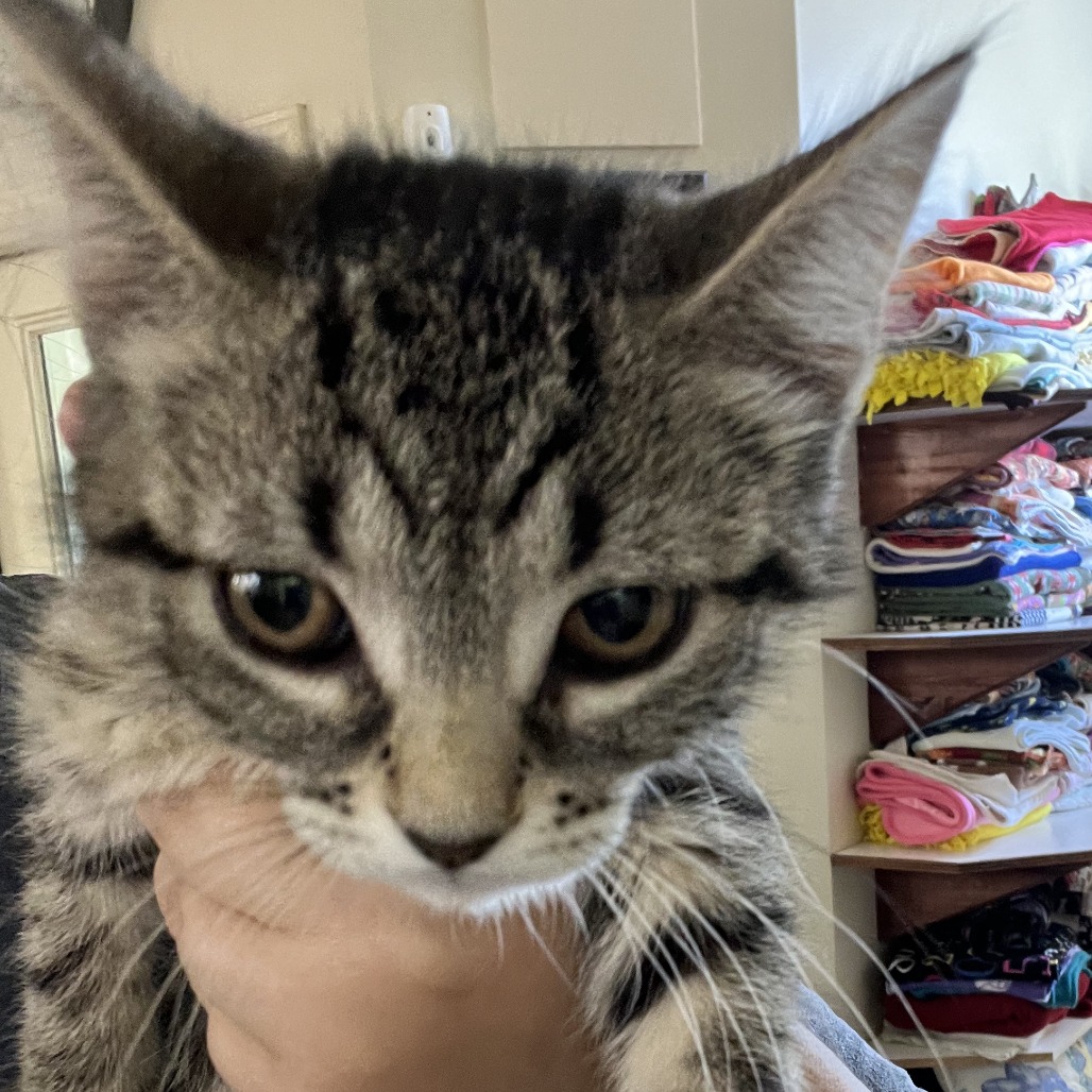 Blue bell is available for adoption at TAPS No-Kill Animal Shelter