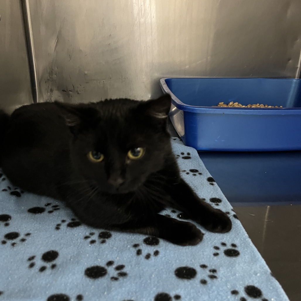 Abracadabra is available for adoption at Snake River Animal Shelter
