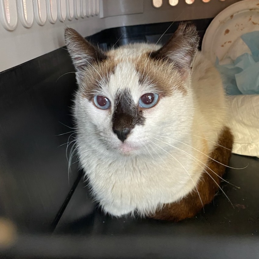 Adoptable – spcaLA