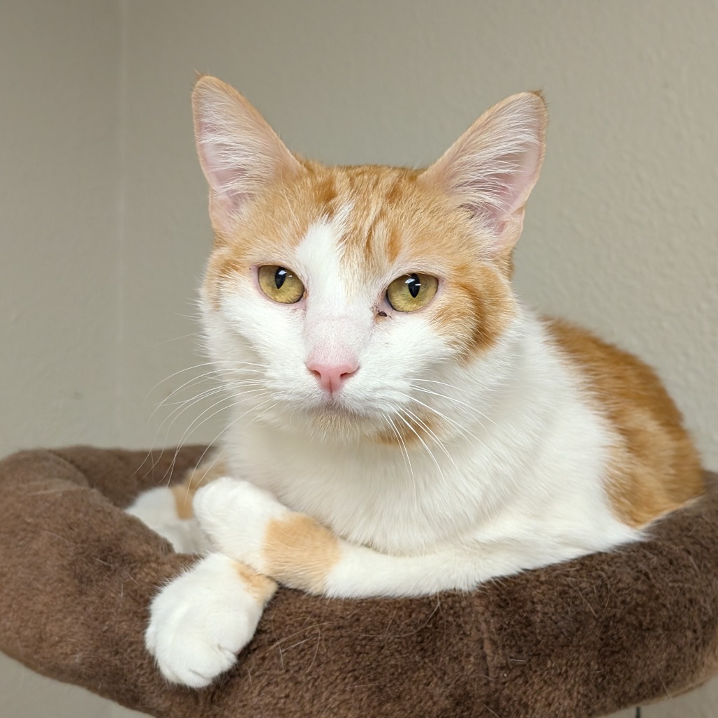 Sandwich (Sandy) is available for adoption at Spokane Humane Society