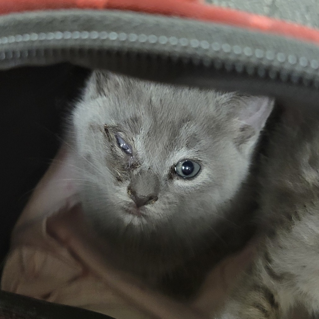 Meet Lieutenant Dan, a Domestic Medium Hair Cat Available For Adoption ...